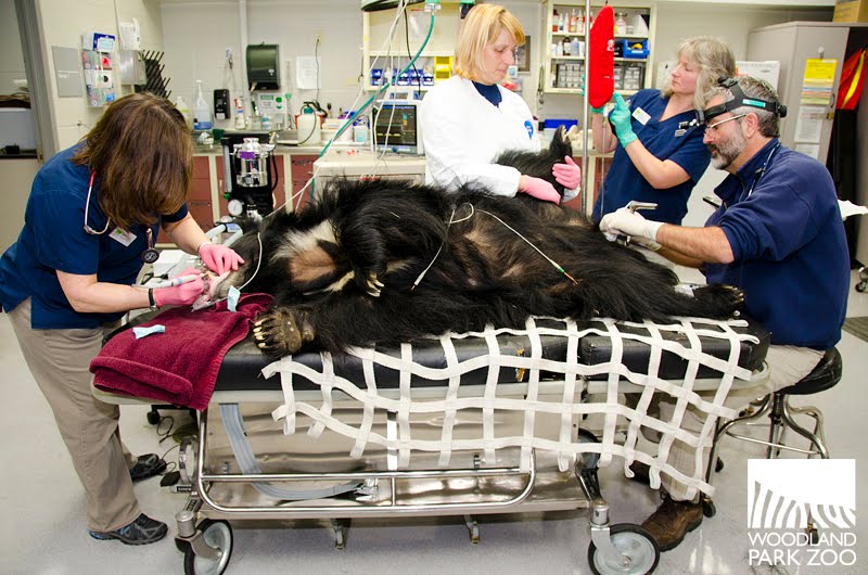 New sloth bear undergoes quarantine exam