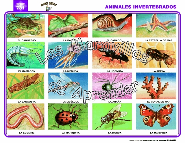 Lamina de animales invertebrados - Imagui