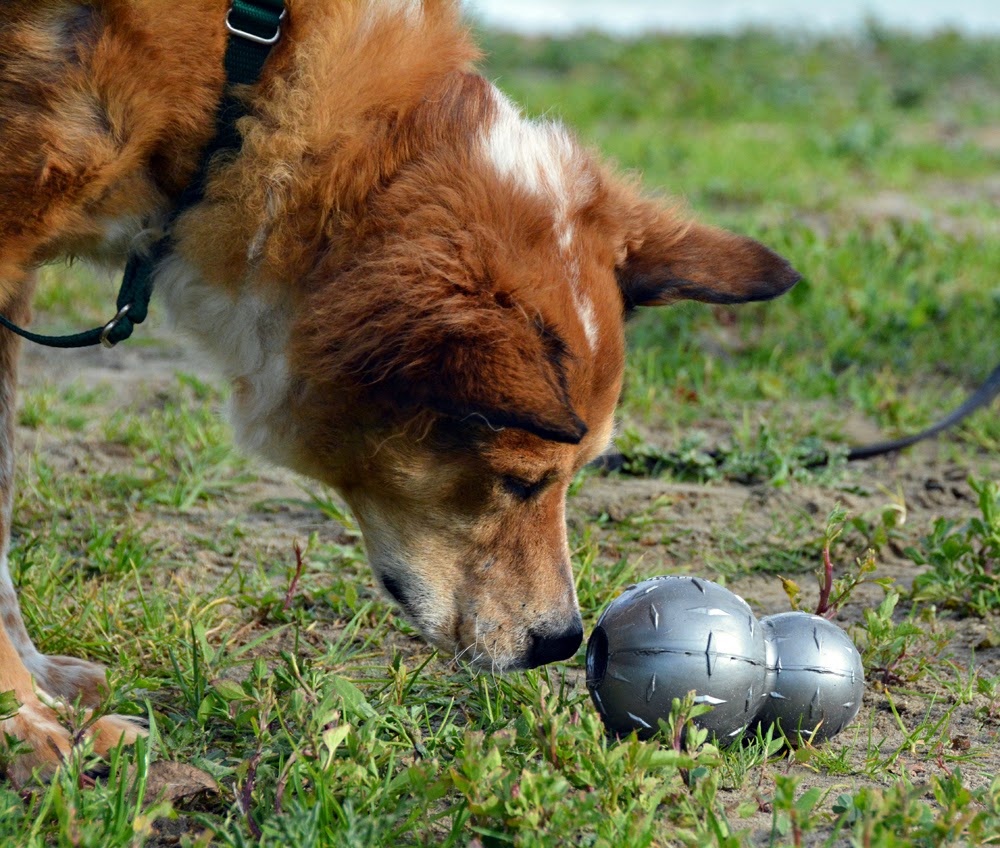 The Dog Geek: Puzzle Toy Review: Planet Dog Double Tuff