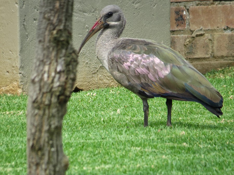 Traveling with the Greensides / South Africa 2014: Dawn's Neighborhood ...