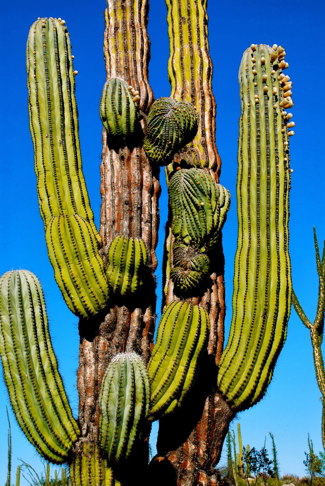 Cactus, Poze cactus, Tipuri de cactus, Gradini cu cactusi
