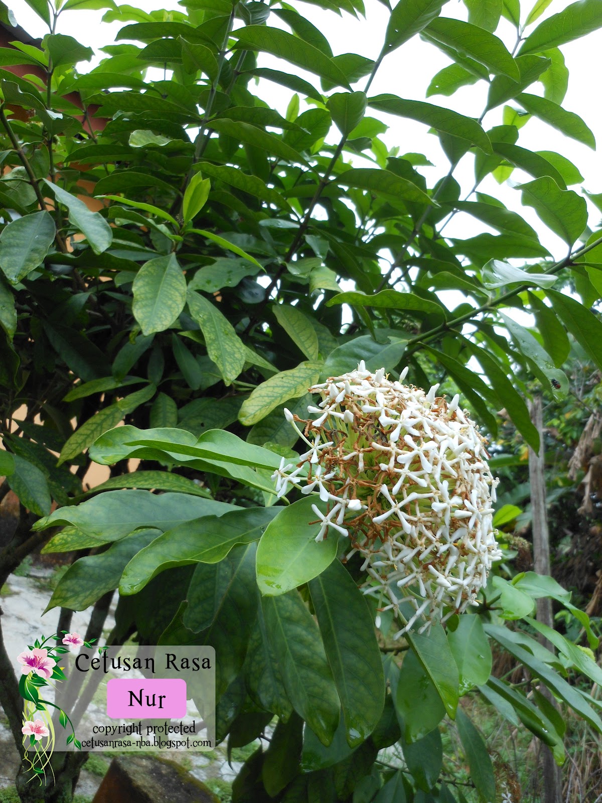 Cetusan Rasa: Bunga Siantan Putih