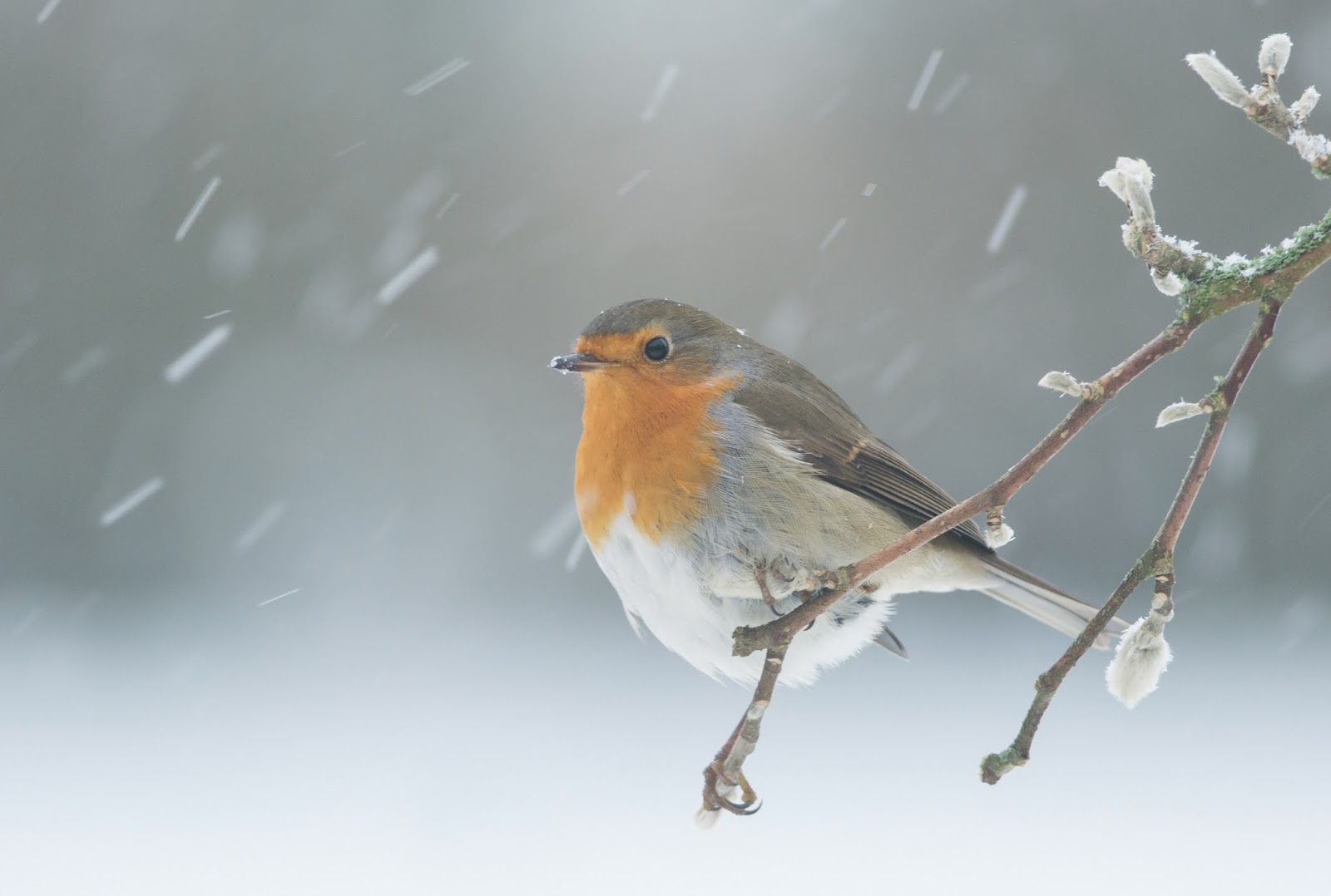 Valley Weather: Strong spring storm to spread snow and rain across Quebec