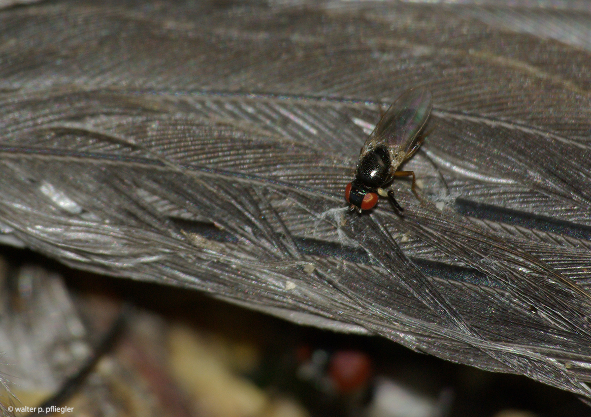 Nature photos from an Amateur Naturalist: Debrecen, Hungary (Debrecen ...
