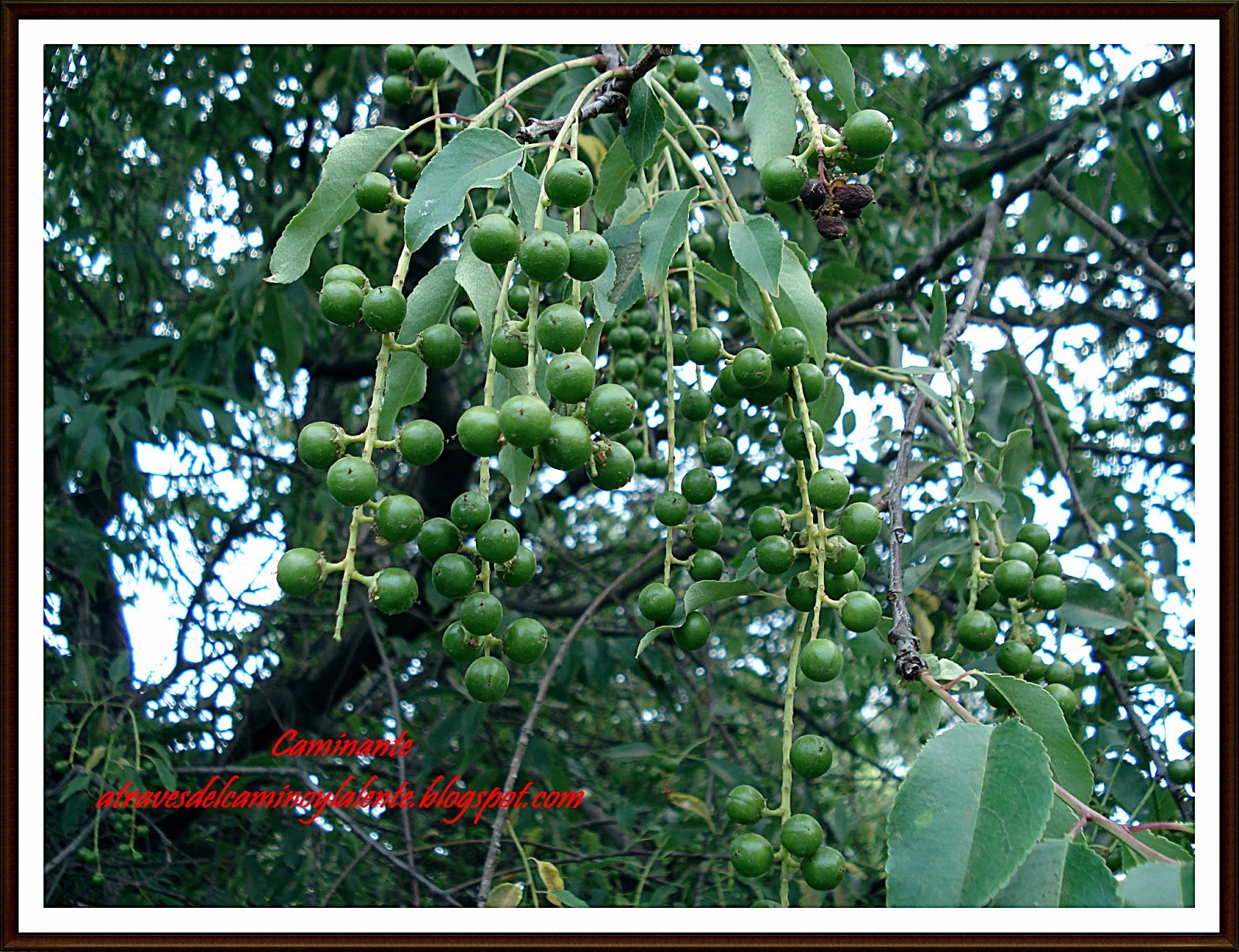 A través del camino y la lente: FRUTO DEL CAPULÍN EN MADURACIÓN