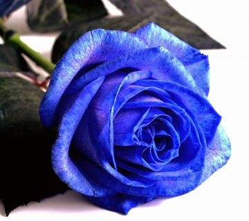 Renatina ustvarjanja: Modre vrtnice