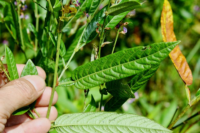 KHASIAT DAUN DUDUK UNTUK WASIR, GINJAL, DESENTRI, MUNTAH NGIDAM ...