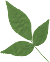 The other day . . .: Vilvam tree