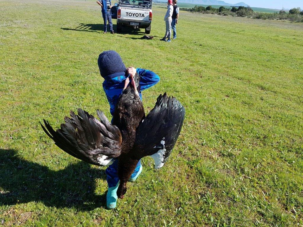 Grotmanne: Wilde Makou Classic 2017