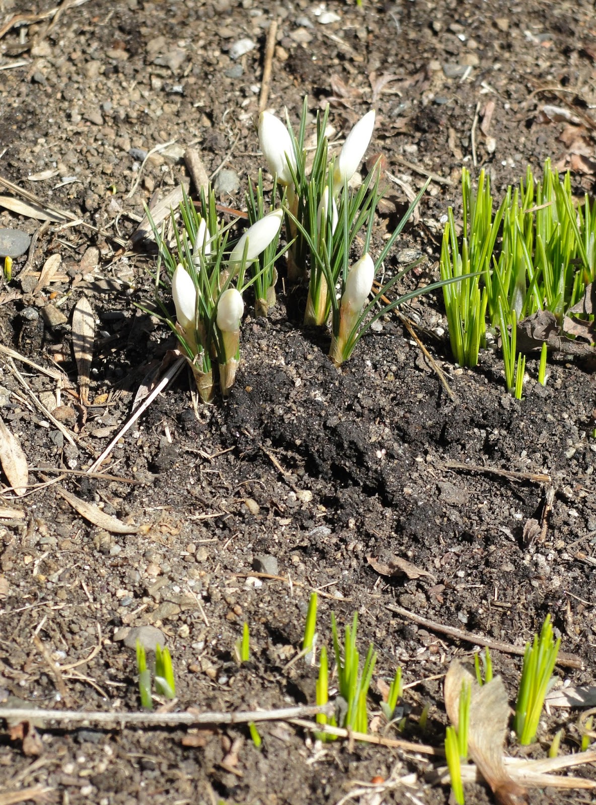 Musings: Looking for spring.