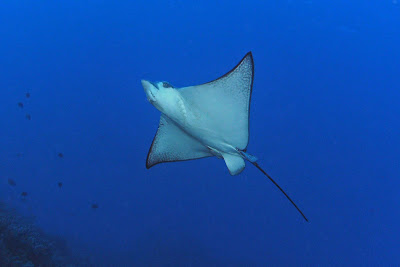 Diving the Kona Coast: Baby Eagle Ray at Honaunau