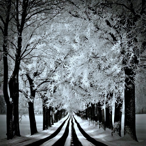 Keindahan Pepohon Sepanjang Jalan... - Relaks Minda