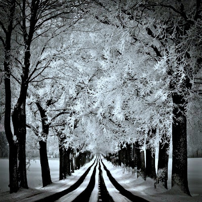 Keindahan Pepohon Sepanjang Jalan... - Relaks Minda