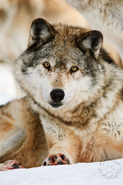 White Wolf : Fascinating Wolf Pictures Captured By Michigan ...