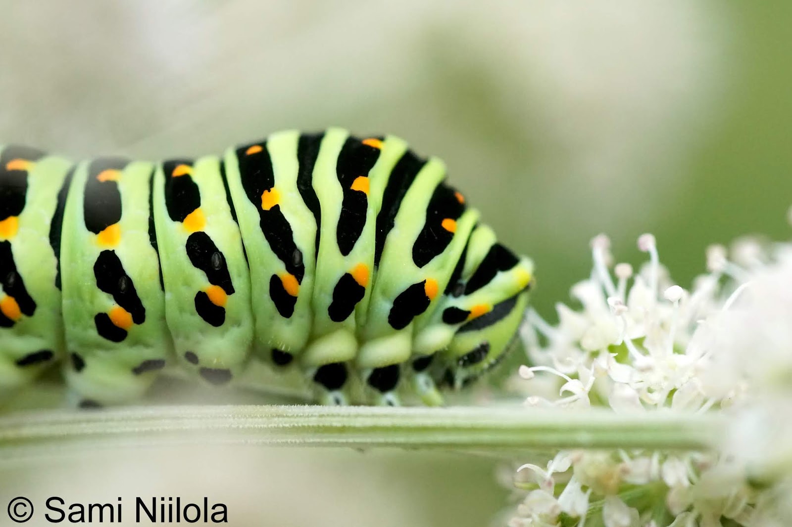 Samin luontokuvia nature photos: RITARIPERHONEN TOUKKA (Papilio machaon ...