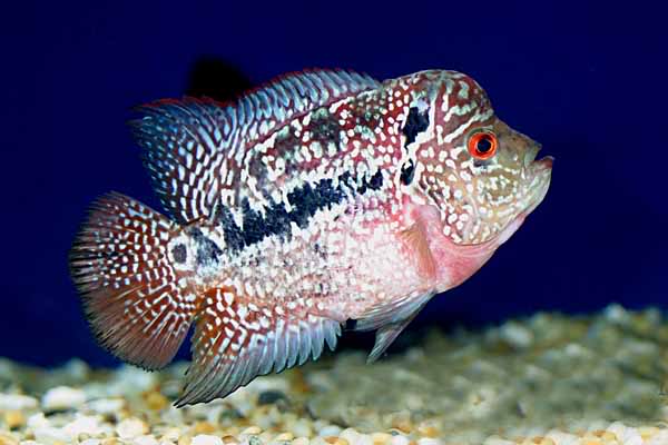 Flowerhorn The Hybrid Cichlids: Kamfamalau