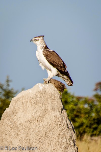 From Off the Beaten Path: Africa 13: Eagle and Cheetah