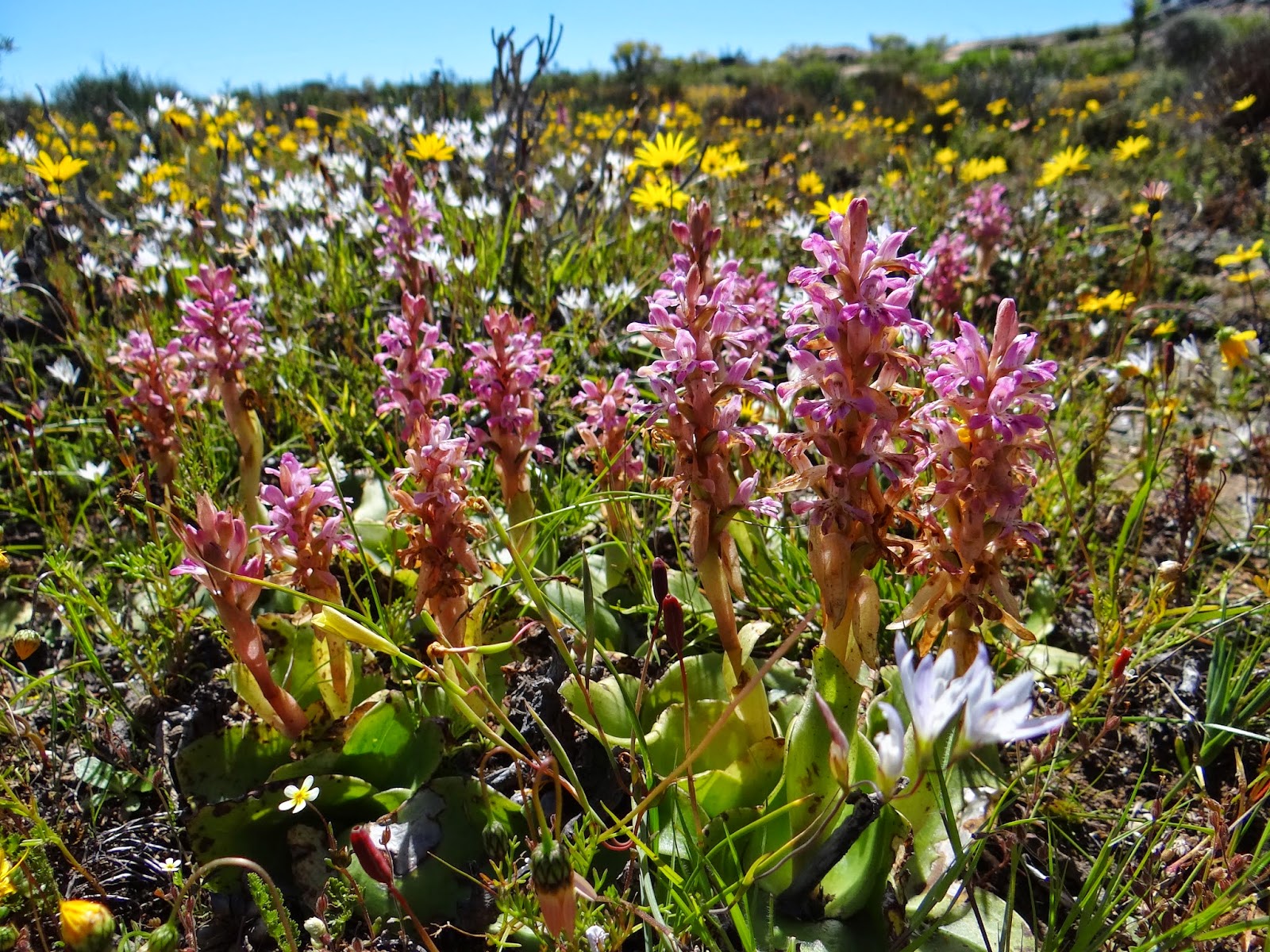 Caerulean Skies: South African Winter blooming orchids