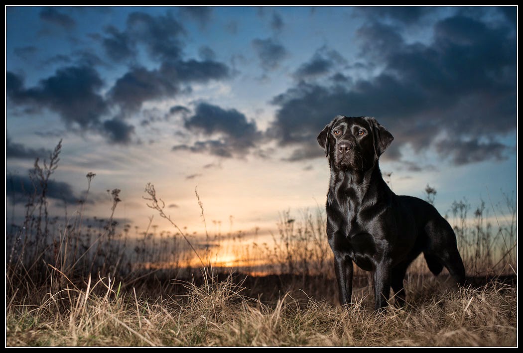 Labrador Retriever | eligiendoperro