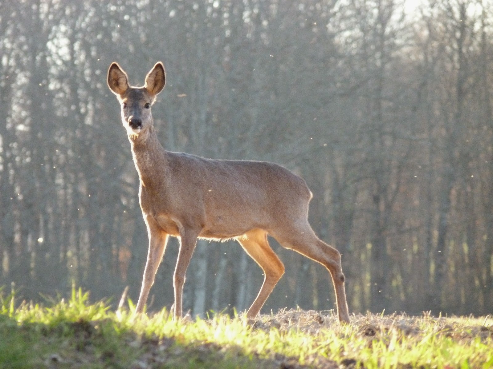 Au commencement: Chevreuils