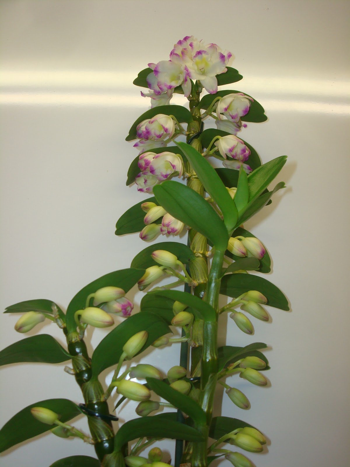 Fleuriste Isabelle Feuvrier: Nouvelle variété d'orchidée dendrobium nobile