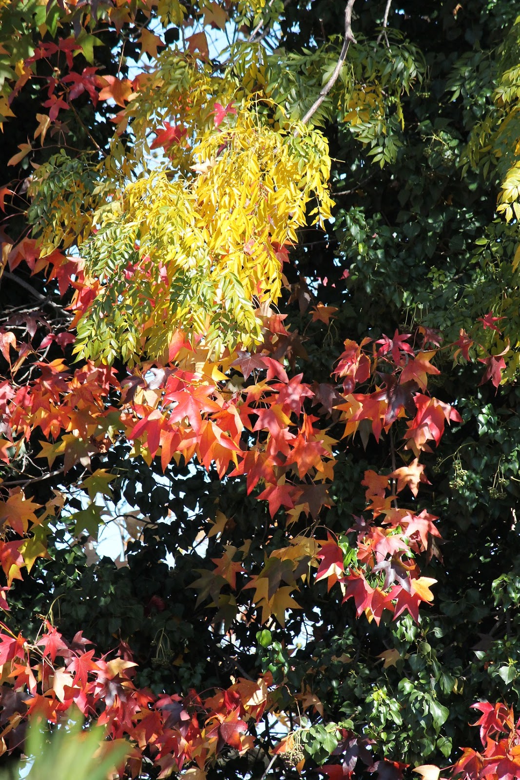 umiyumi2 : our life in perth, WA: Warna-warni musim luruh