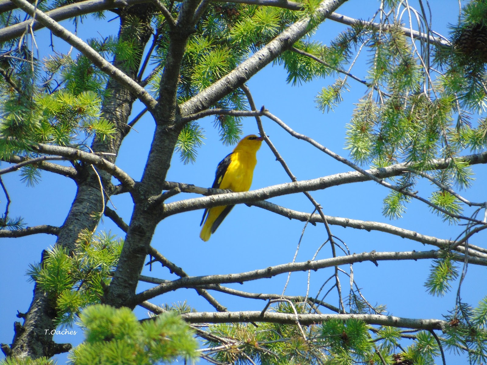 PASARI DIN ROMANIA: GRANGUR, Oriolus oriolus