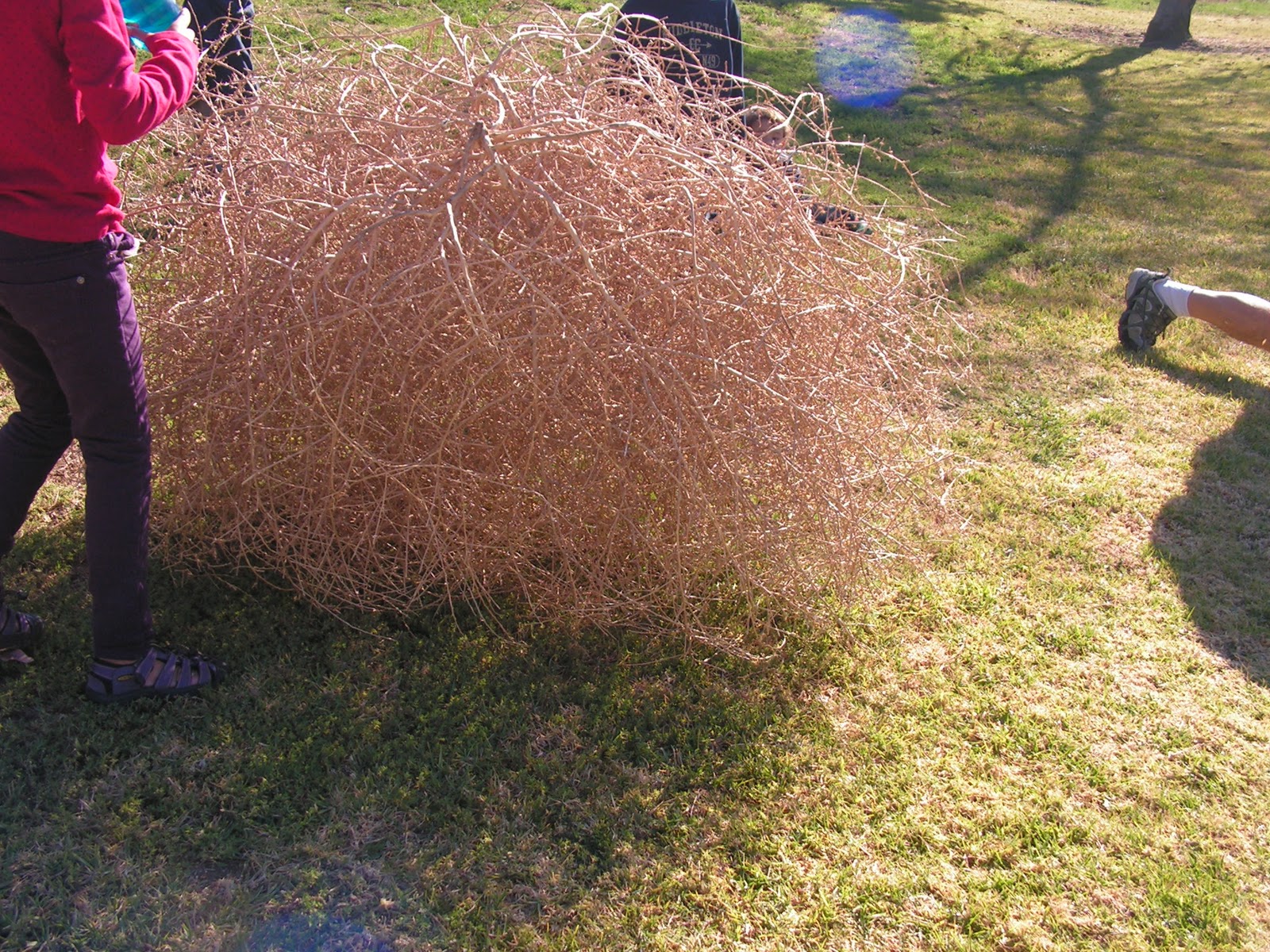Grace in Loving Chaos: Tumbleweeds