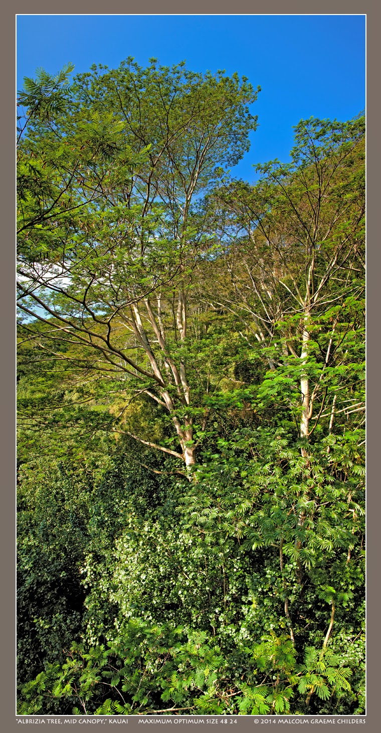 Photographs by Malcolm Childers: FLORA ON THE ISLAND OF KAUAI. (A ...
