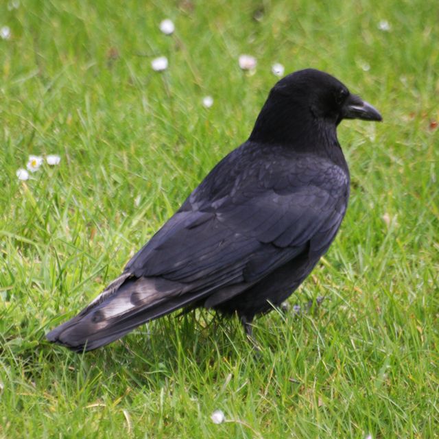 Morgithology: Hybrid Carrion x Hooded Crow again