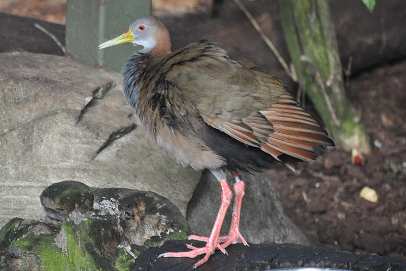 ZOOTOGRAFIANDO (6.100 ANIMALS): RASCÓN DE CUELLO ROJO / GIANT WOOD-RAIL ...