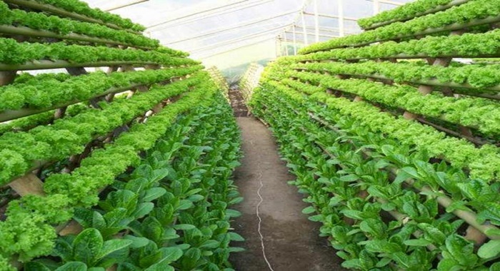 APAKAH TANAMAN HIDROPONIK LEBIH SEHAT? | PETANI HIDROPHONIK