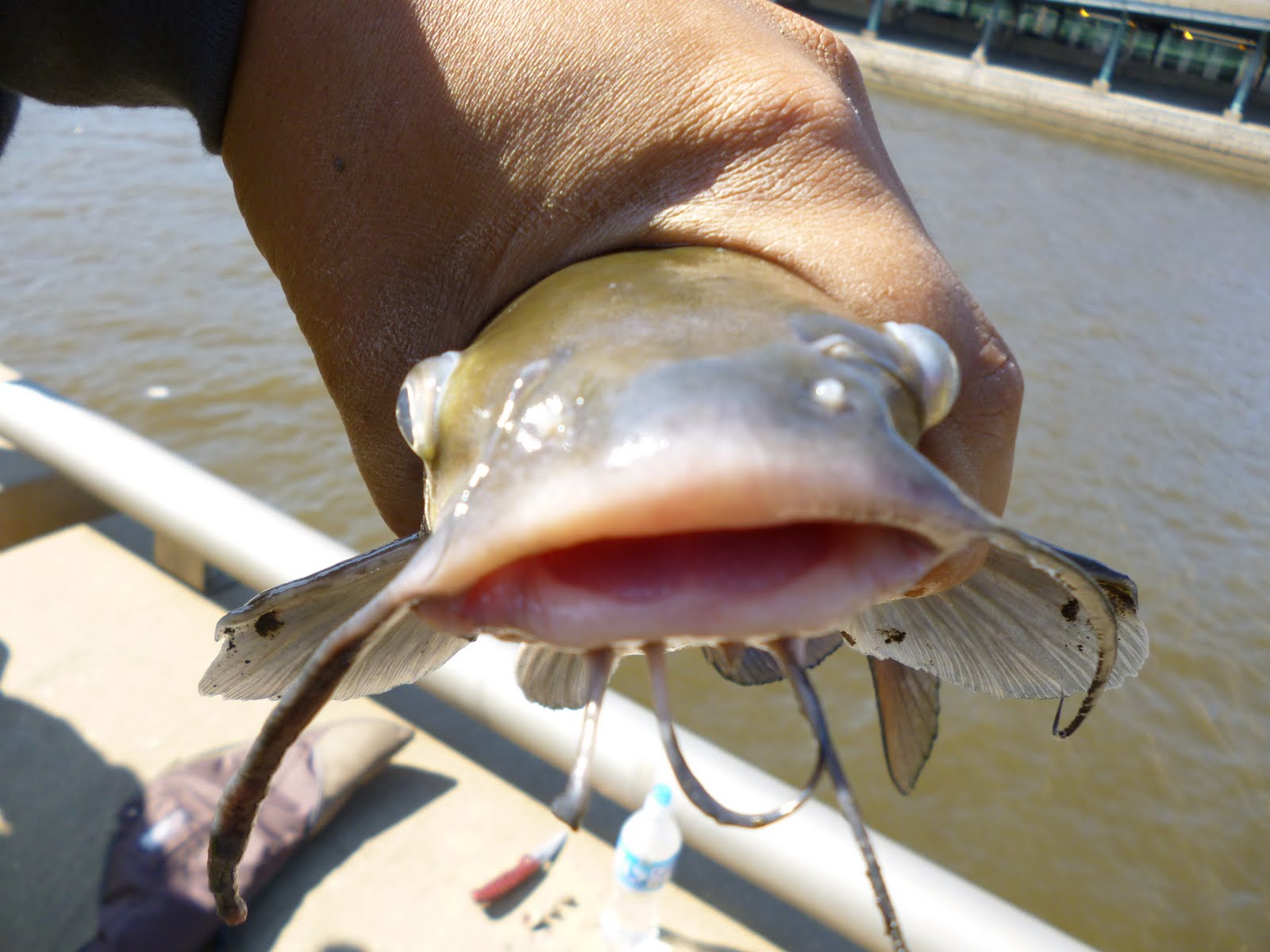 Extreme Philly Fishing: Catfishing at the Schuylkill Banks