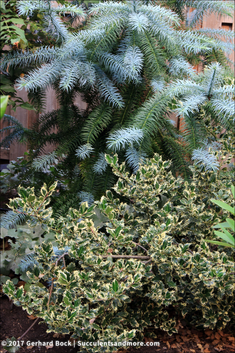 [90+] Prickly Evergreen Shrub Liste Télécharger | Unique PhotoPNG