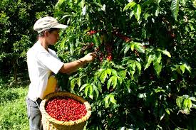 Conozca los principales productos de Costa Rica