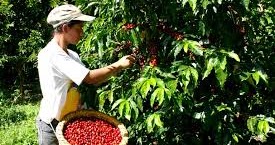 Conozca los principales productos de Costa Rica