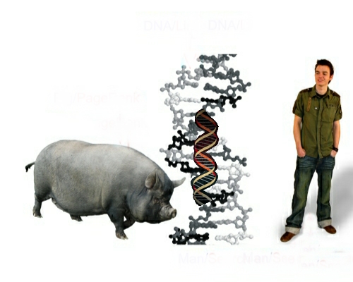 MEN ARE PIGS CLUB (tm)