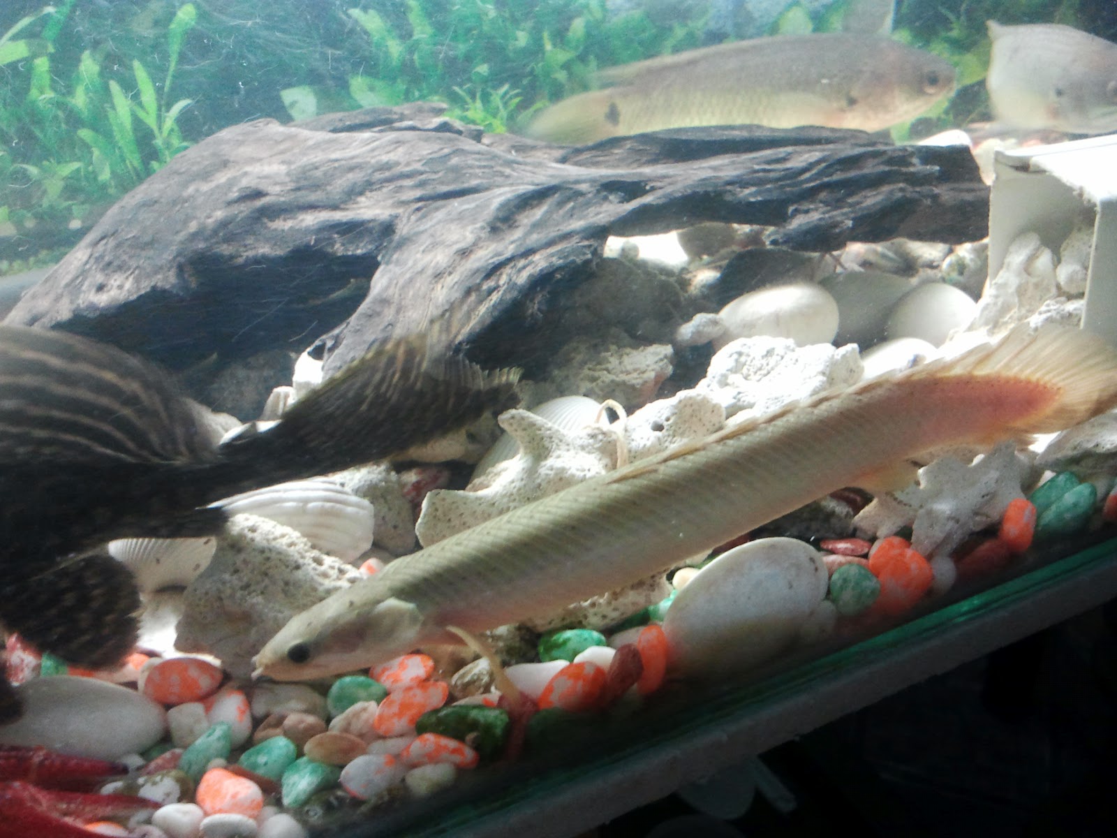 hardy boy: Ikan Pelik - DRAGON FISH