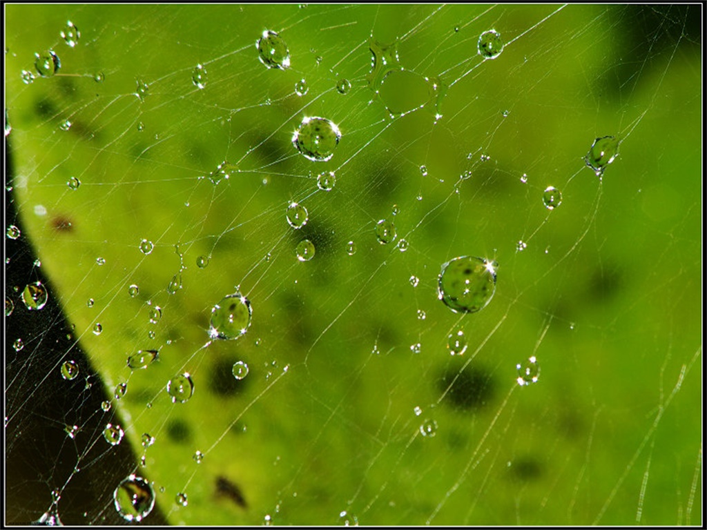 Spider web PPT background with dewdrops