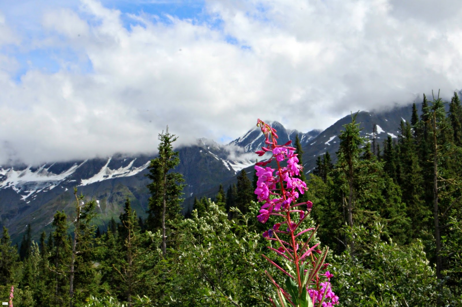 Among the Alaskan Fireweed on Alaska 4-South: A Beautiful Symbol of ...