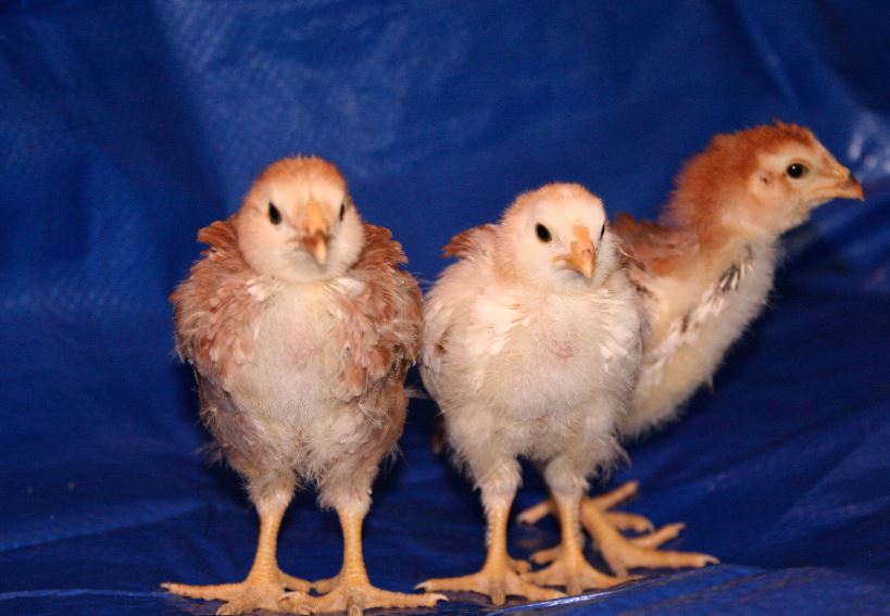 RussianFibers: Russian chickens. Orloff