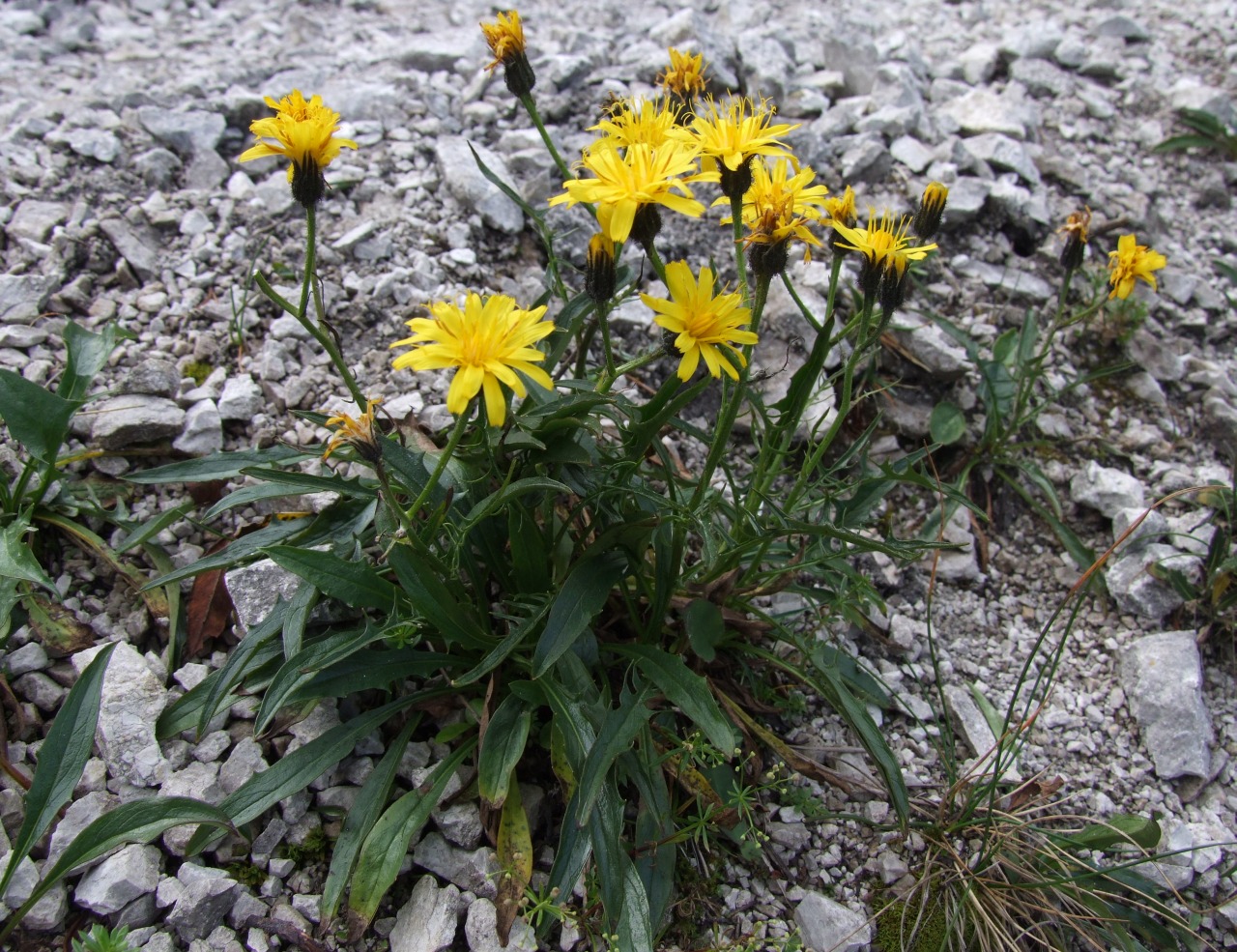 Variety of Life: Crepis