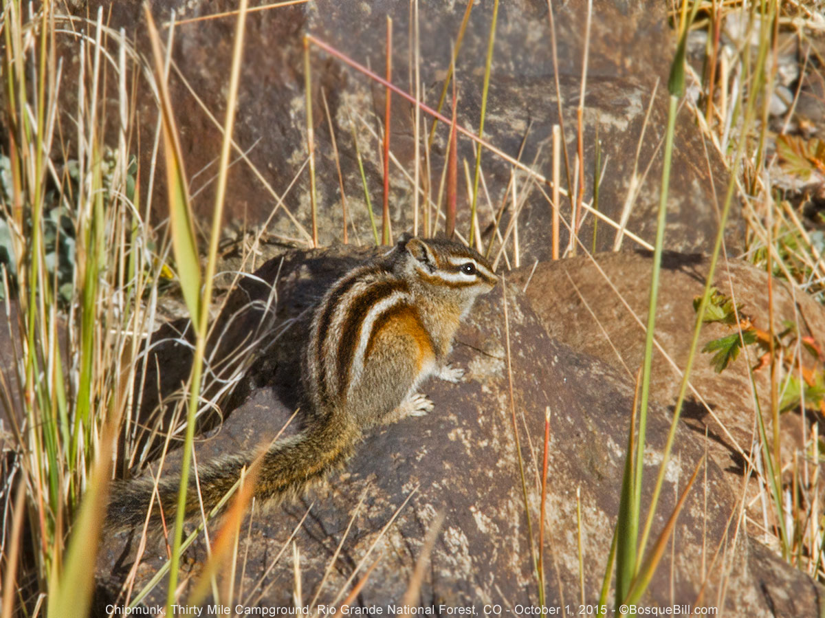 Bosque Bill's Backroads: Autumn Color: Colorado 2015
