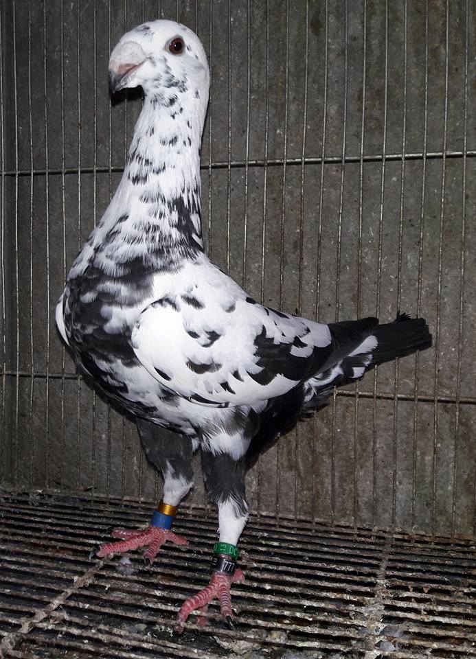 World of Pigeons and Doves