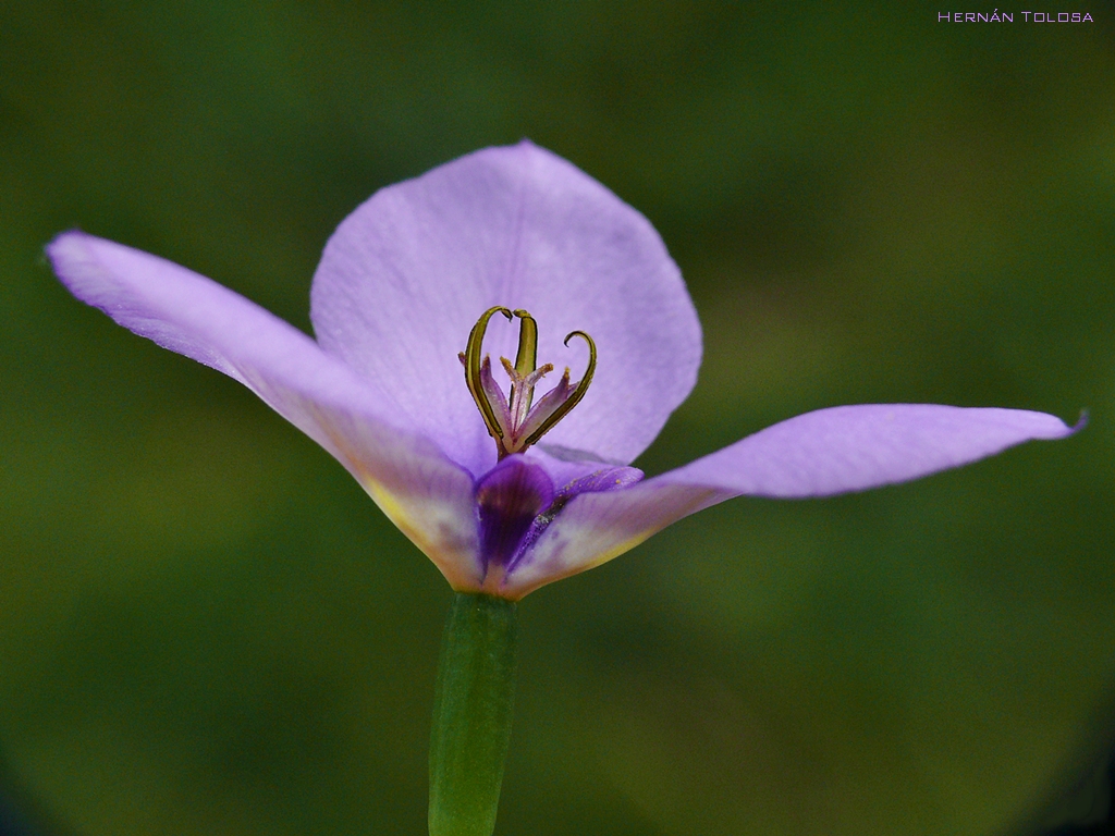 Flora Bonaerense: Tres puntas (Herbertia lahue)