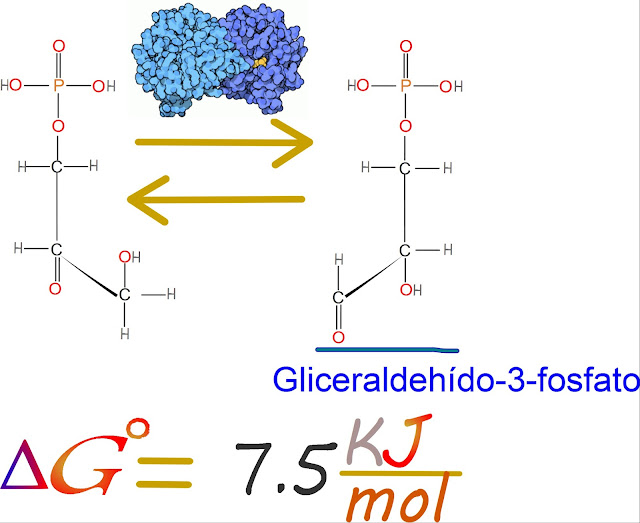 Ciencias de Joseleg: 5to paso: Triosa fosfato isomerasa