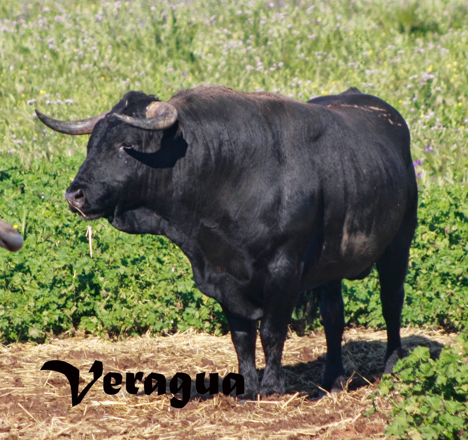 Encastes Bravos: Toros de Cuadri para la Feria de Julio de Valencia