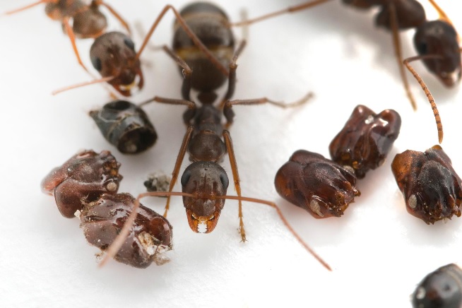 Milingonat që dekorojnë shtëpitë me Kokat e Armiqve