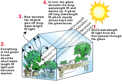 Michelle's Biology (:: 5.1 Glasshouses