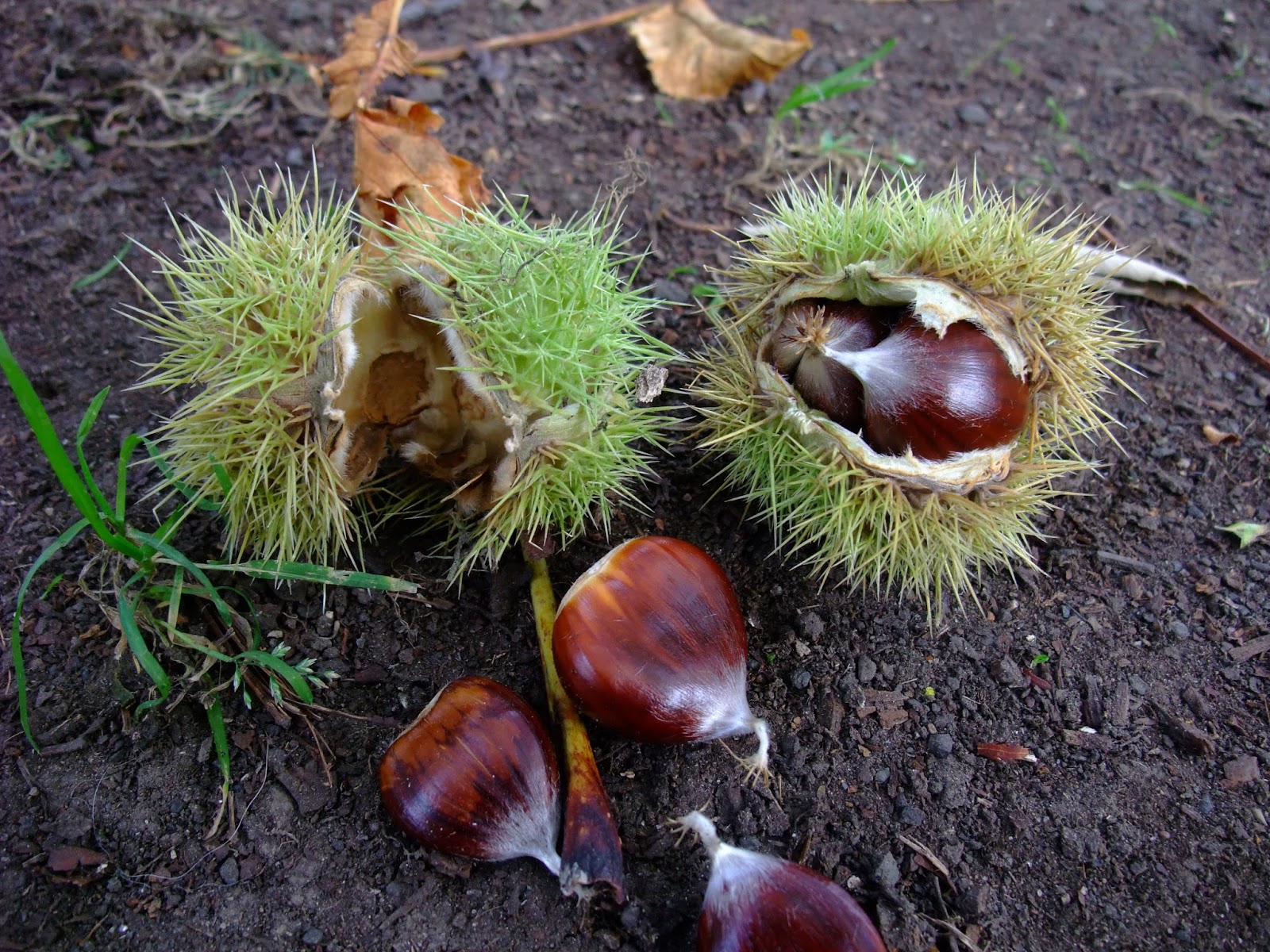 HERBAL PICNIC: SWEET CHESTNUT